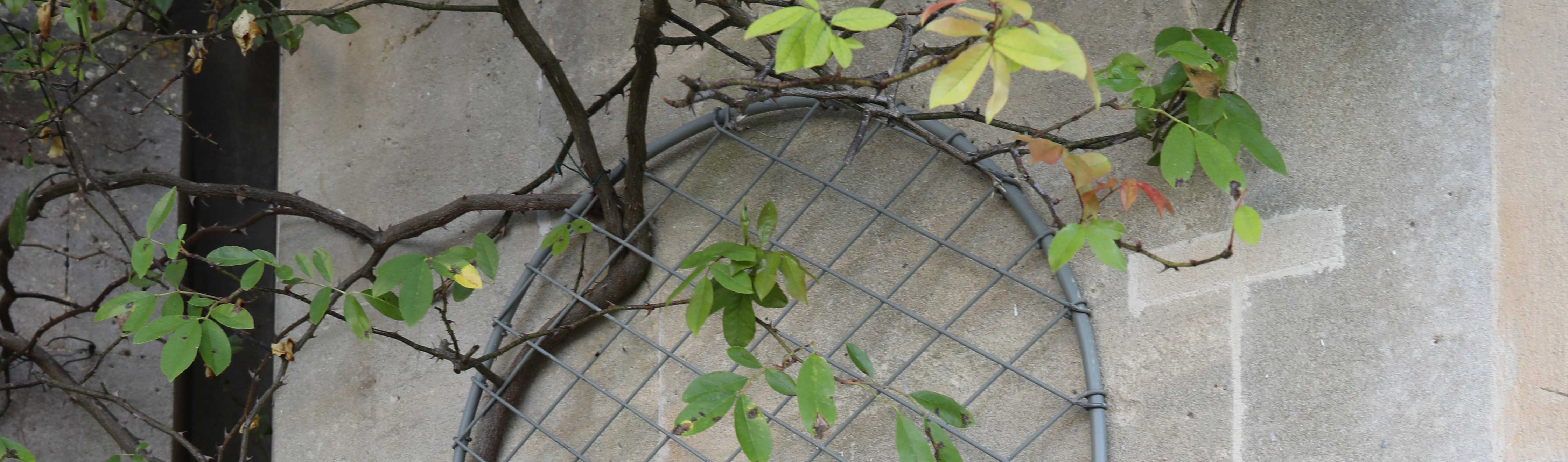 Elegance Trellis | Agriframes USA