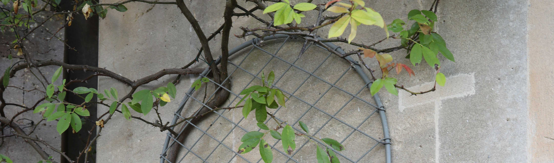 Elegance Trellis | Agriframes Us | Agriframes USA