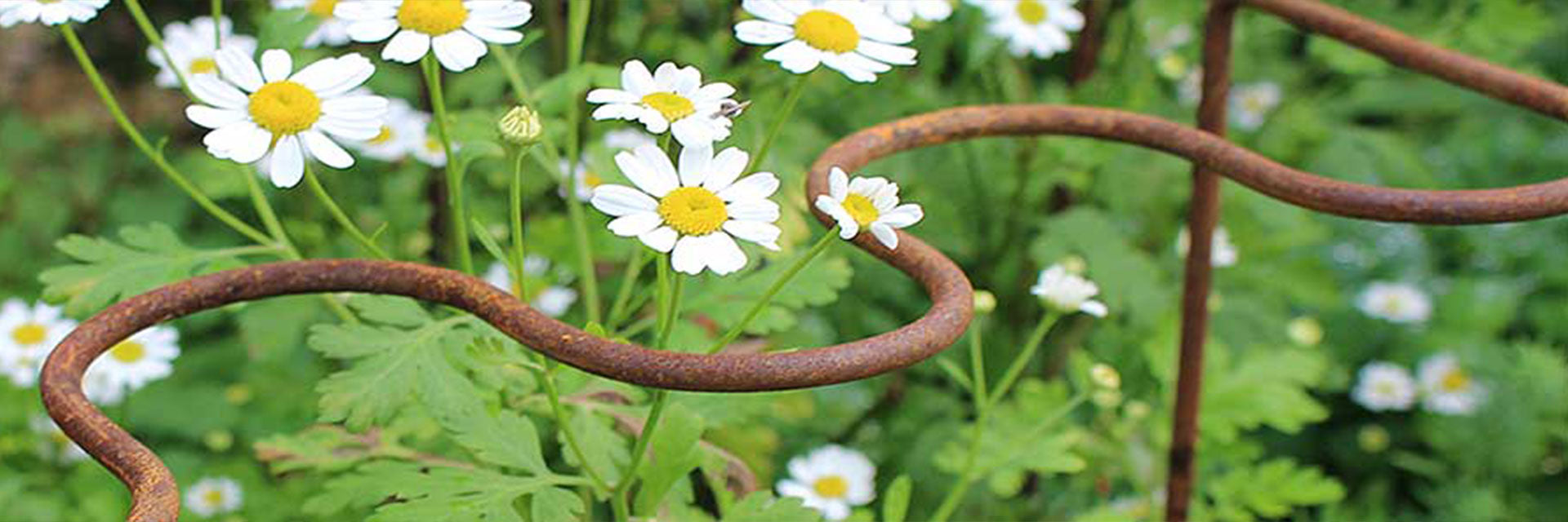 Garden Plant Supports - Elegance Style | Agriframes uS | Agriframes USA