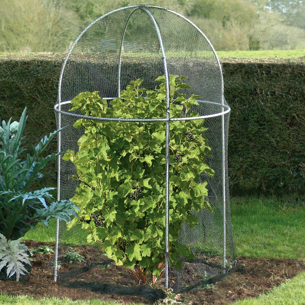 Elegance Domed Fruit Cage | Fruit Cages | Agriframes USA