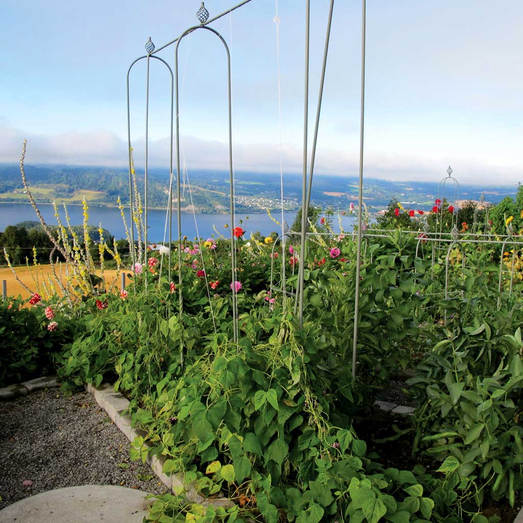 Elegance Runner Bean Frame | Plant Frames | Agriframes USA