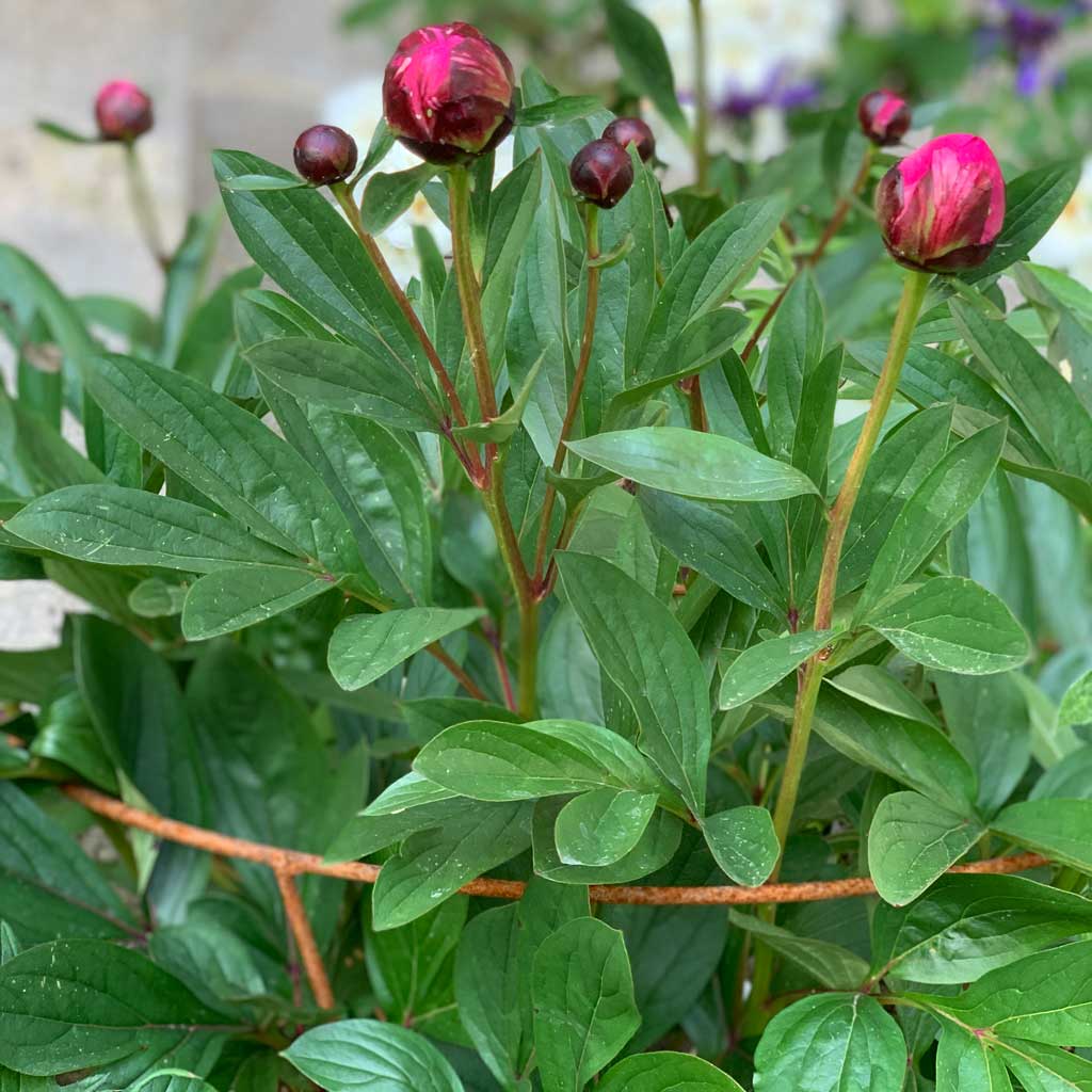 Fluted Peony Support | Plant Frames And Supports | Agriframes USA