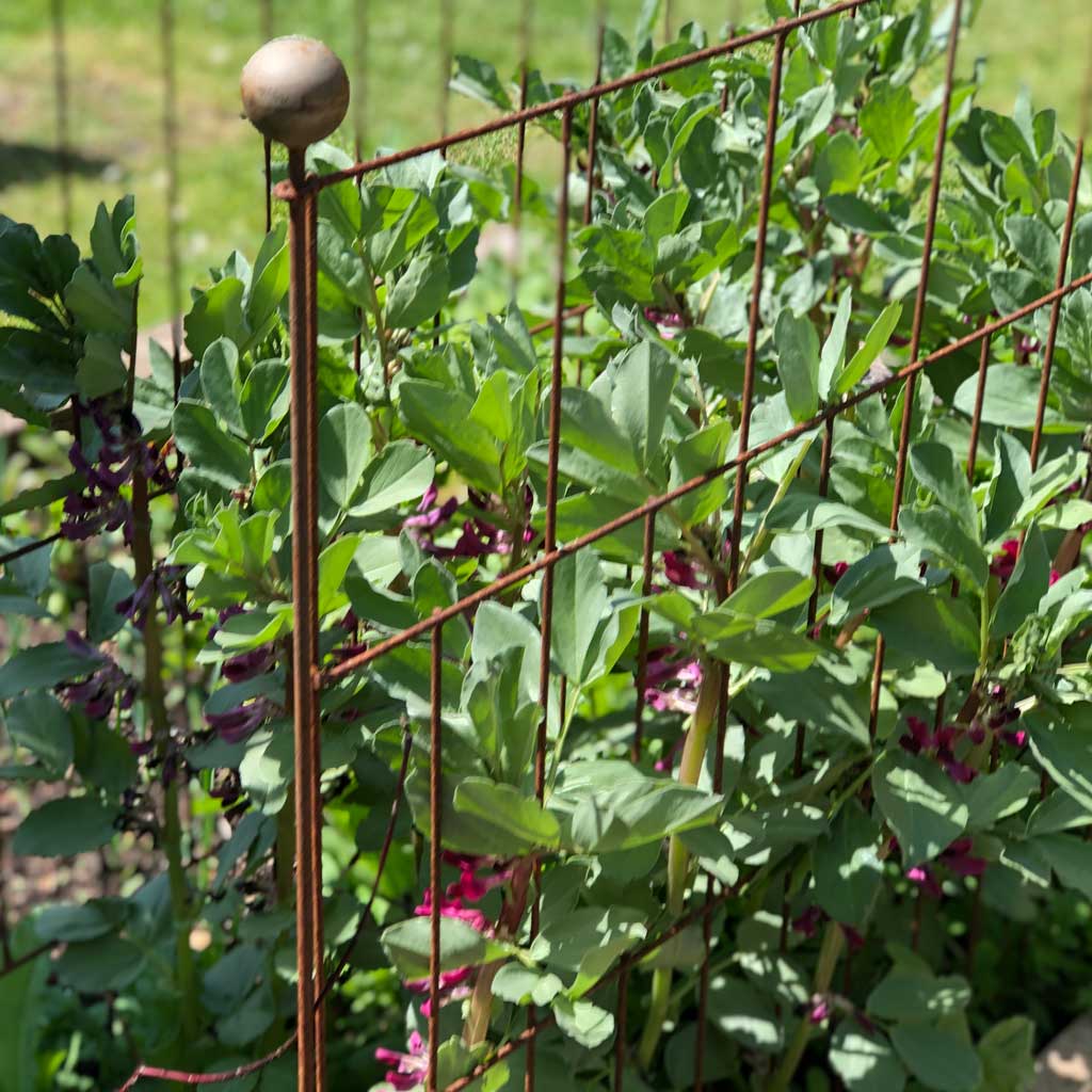 Elegance Pea & Pest Fence | Plant Frames | Agriframes USA