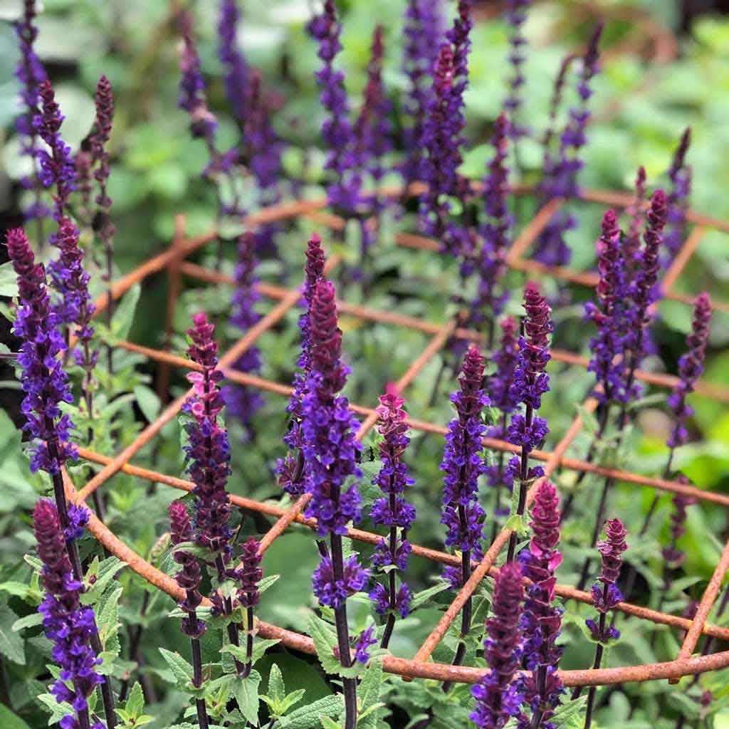 Round Rustic Grow Through | Plant Frames | Agriframes USA