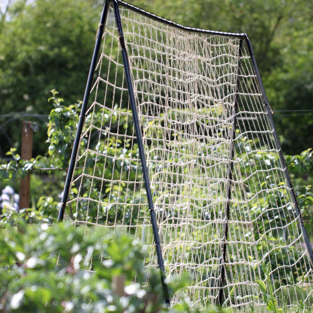 Runner Bean Frame | Plant Frames | Agriframes USA
